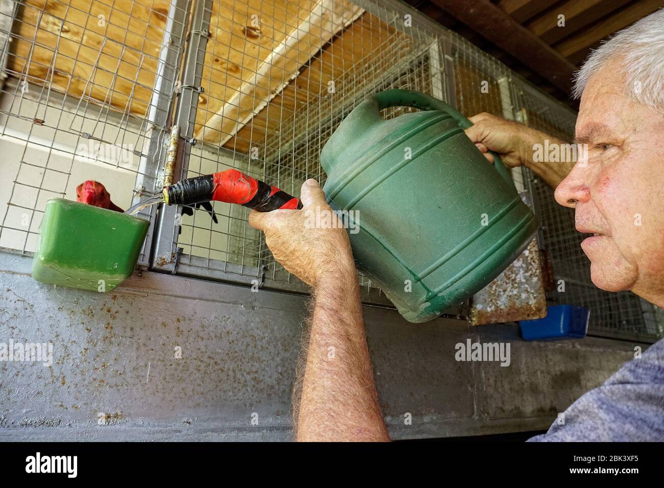 Rafael Varona feeds his roosters in the Río Piedras neighborhood of San ...