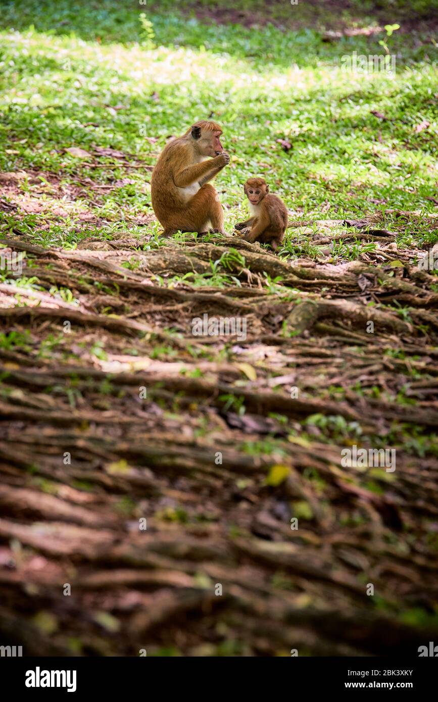Female toque macaque (macaca sinica) with young of the species in Kandy ...