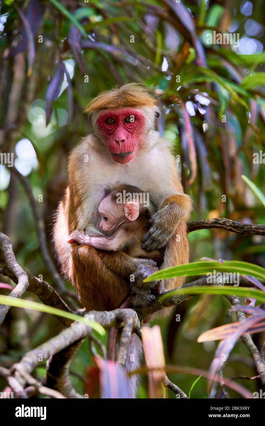 Female toque macaque (macaca sinica) with baby on tree surrounded by ...