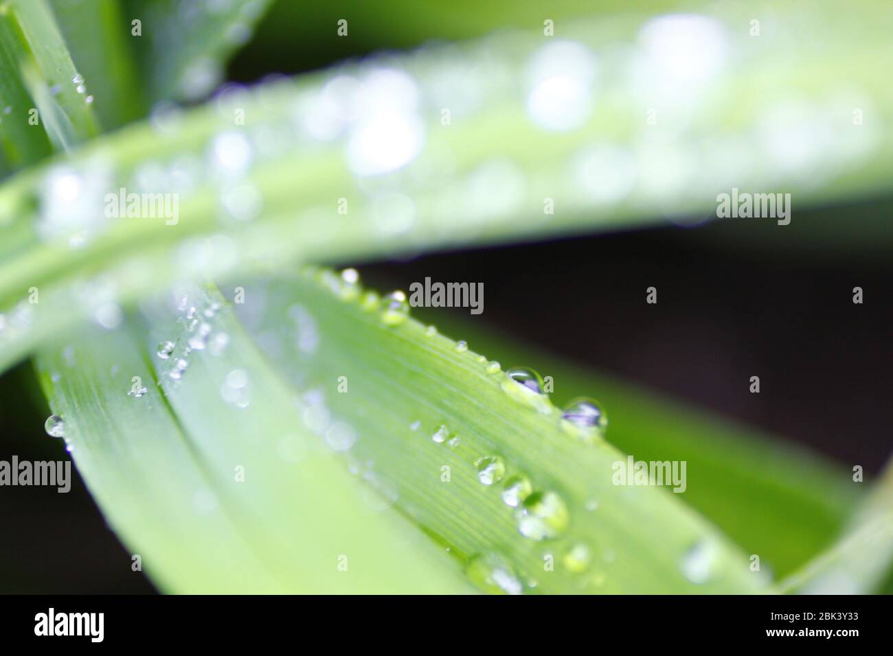 Morning Dew on Plants Stock Photo - Alamy