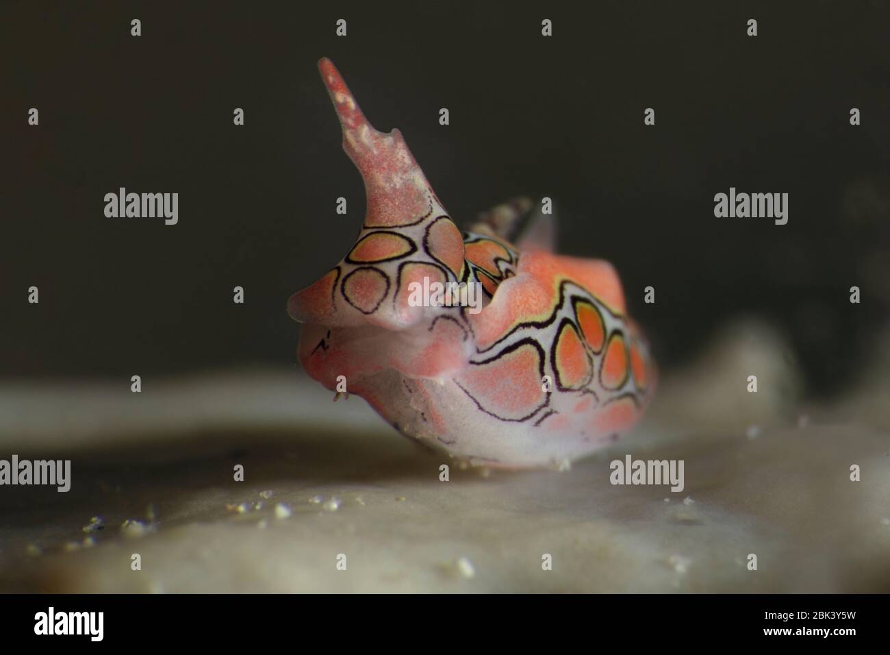 Psychedelic batwing slug (Sagaminopteron psychedelicum). Underwater ...