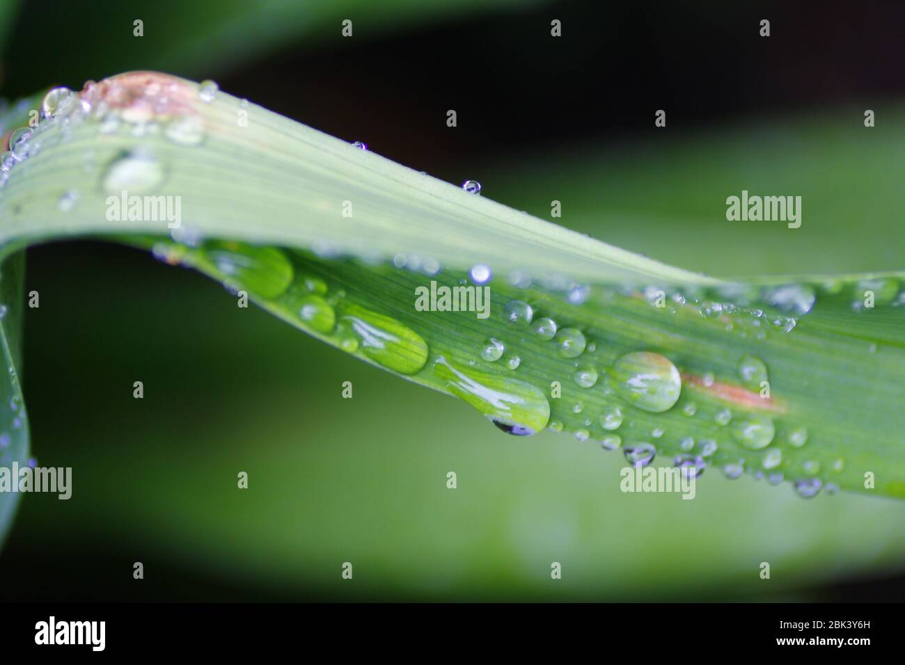 Morning Dew on Plants Stock Photo - Alamy