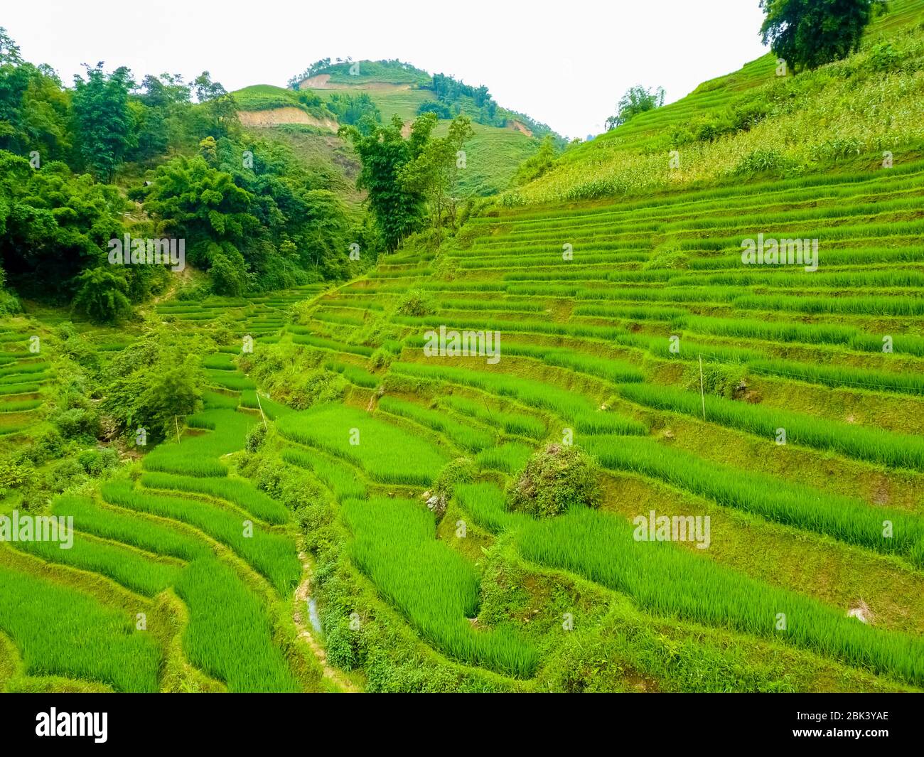 Lào Cai rice fields near Sapa (Chapa) in north mountains of Vietnam ...