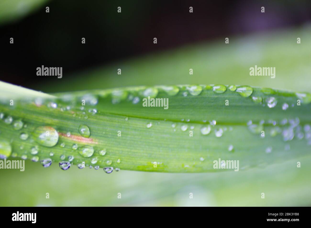 Morning Dew on Plants Stock Photo - Alamy