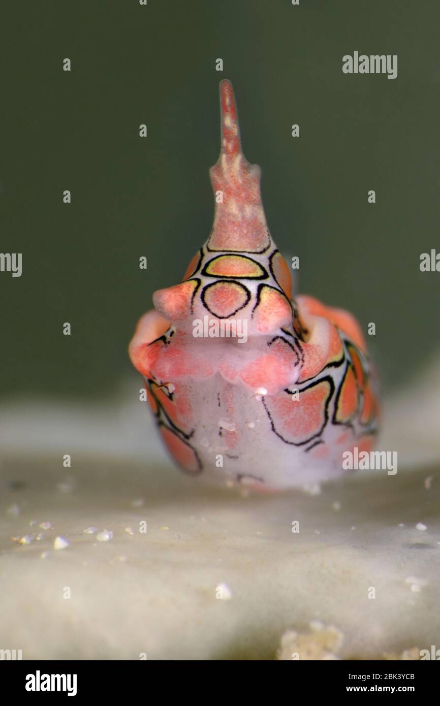 Psychedelic batwing slug (Sagaminopteron psychedelicum). Underwater ...