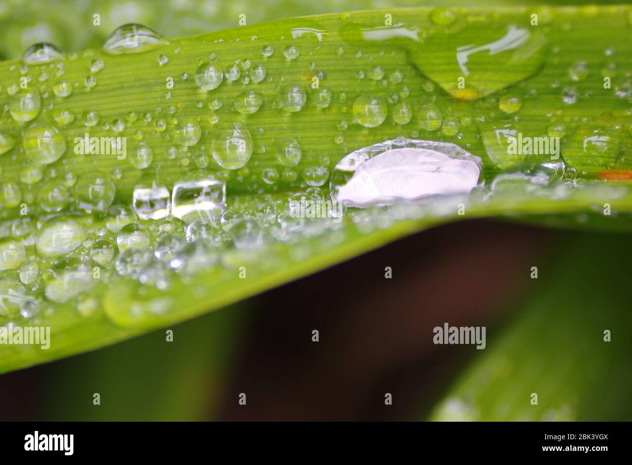 Morning Dew on Plants Stock Photo - Alamy