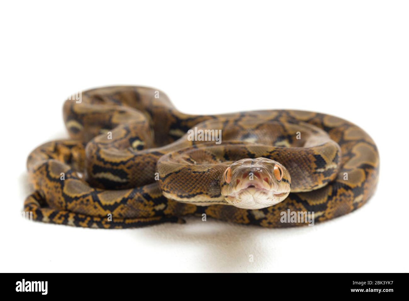 Reticulated Python (Python reticulatus) isolated on white background ...