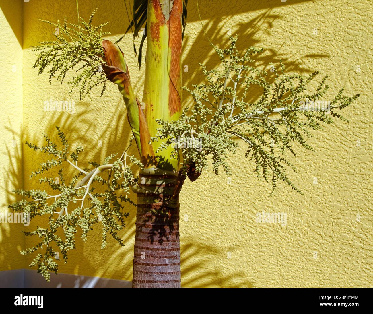 Christmas palm tree; new seeds; will turn red, Adonidia merillii ...