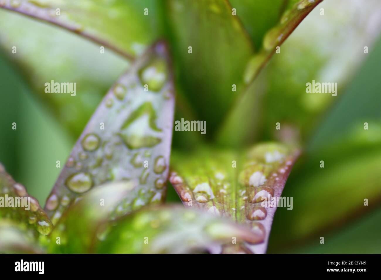 Morning Dew on Plants Stock Photo - Alamy