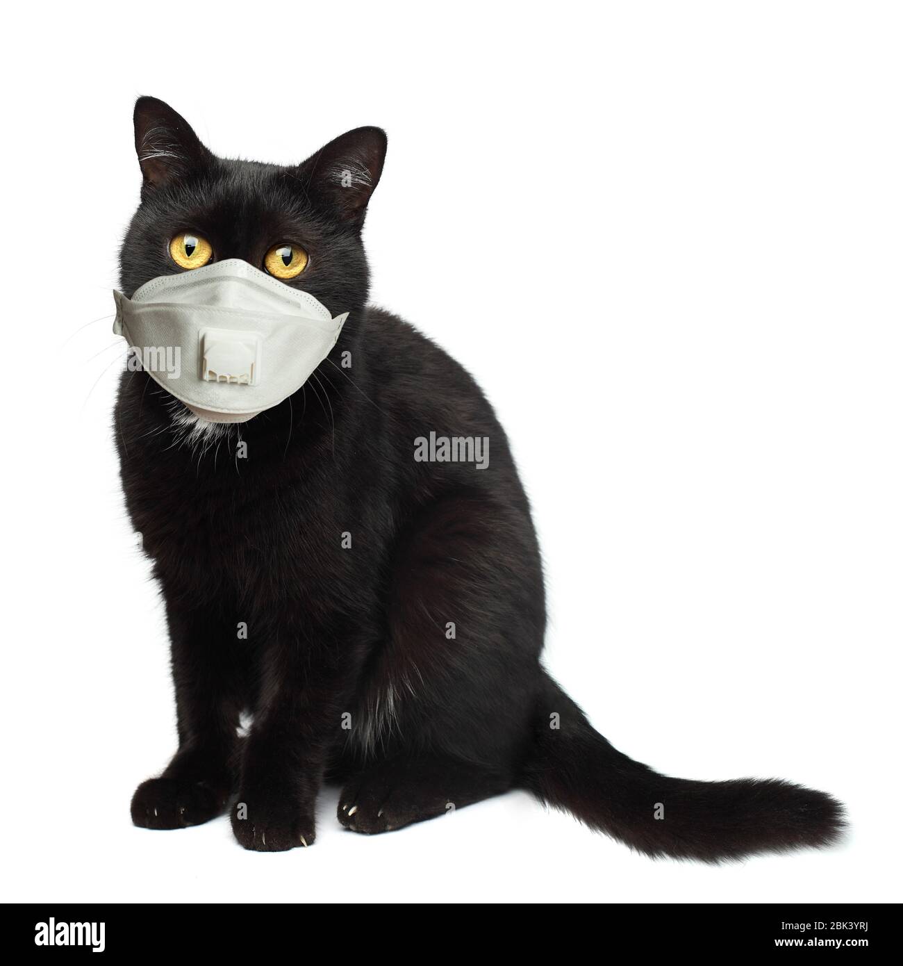 Black cat in medical face mask isolated on white background Stock Photo ...