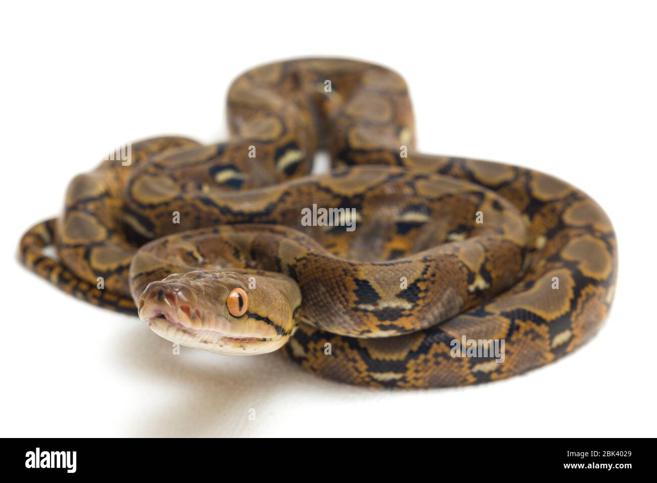 Reticulated Python (Python reticulatus) isolated on white background ...