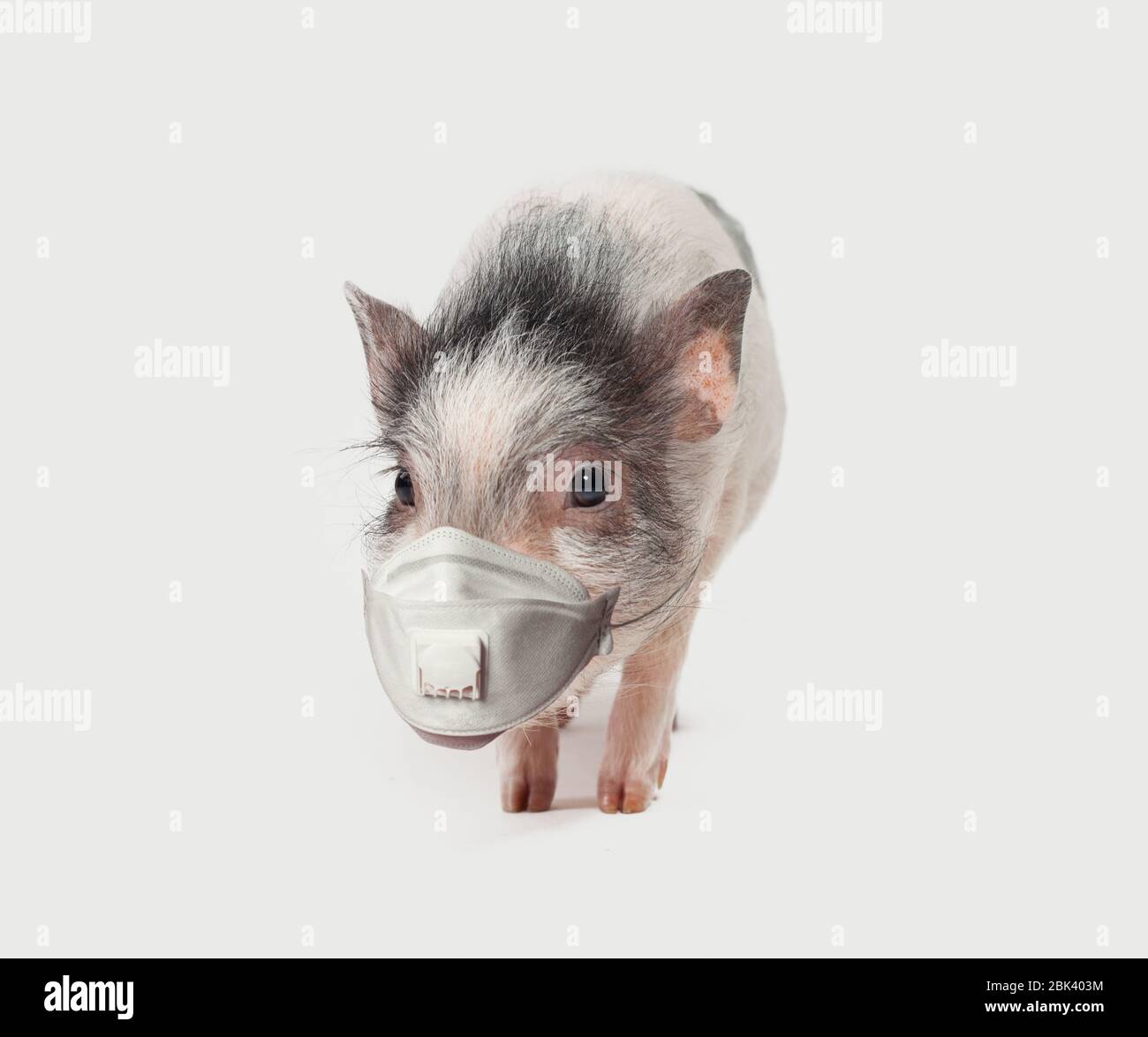 Funny mini pig in medical face mask on white background Stock Photo - Alamy