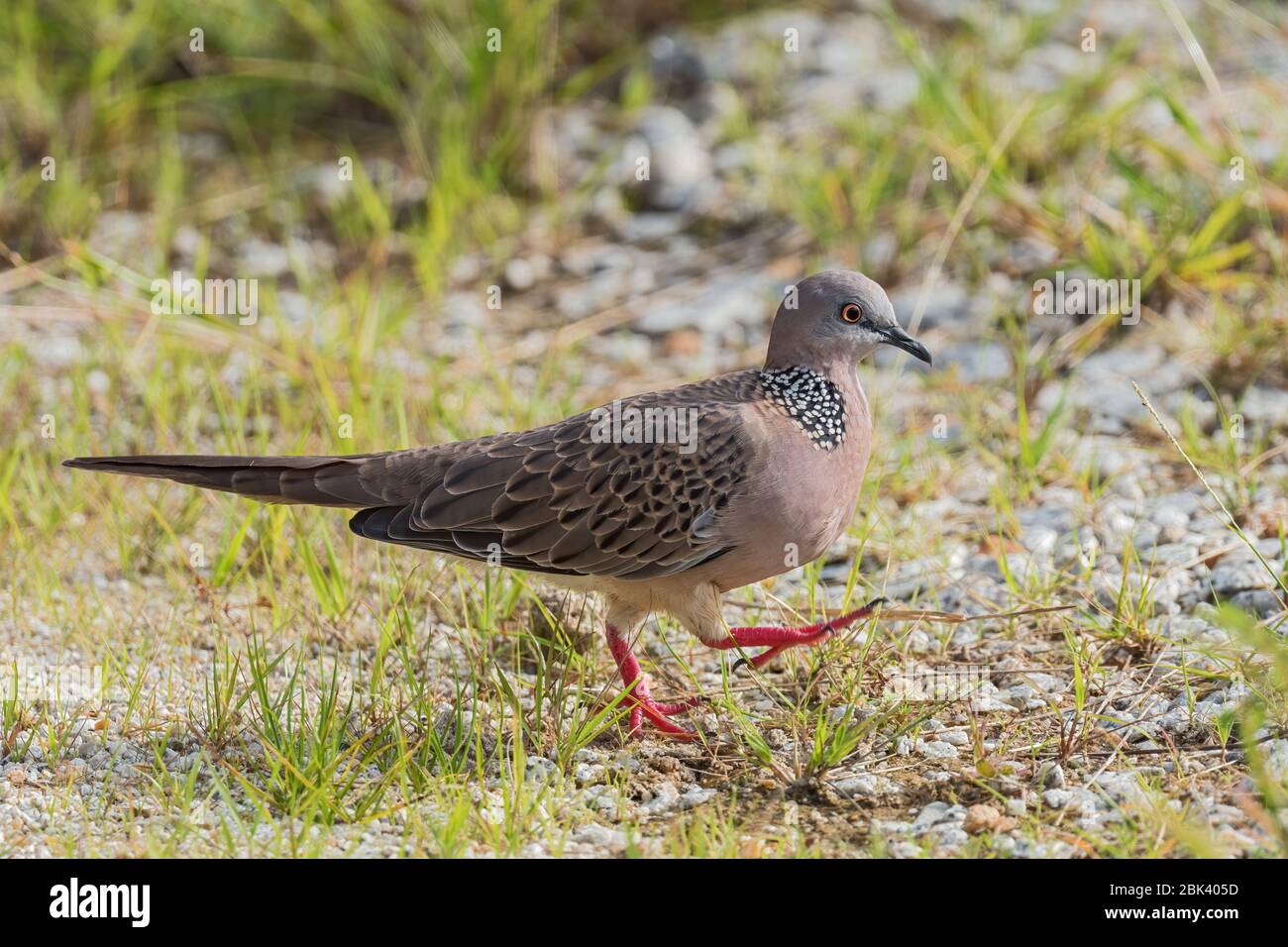 Spotted Dove - Spilopelia chinensis, common beautiful dove from ...