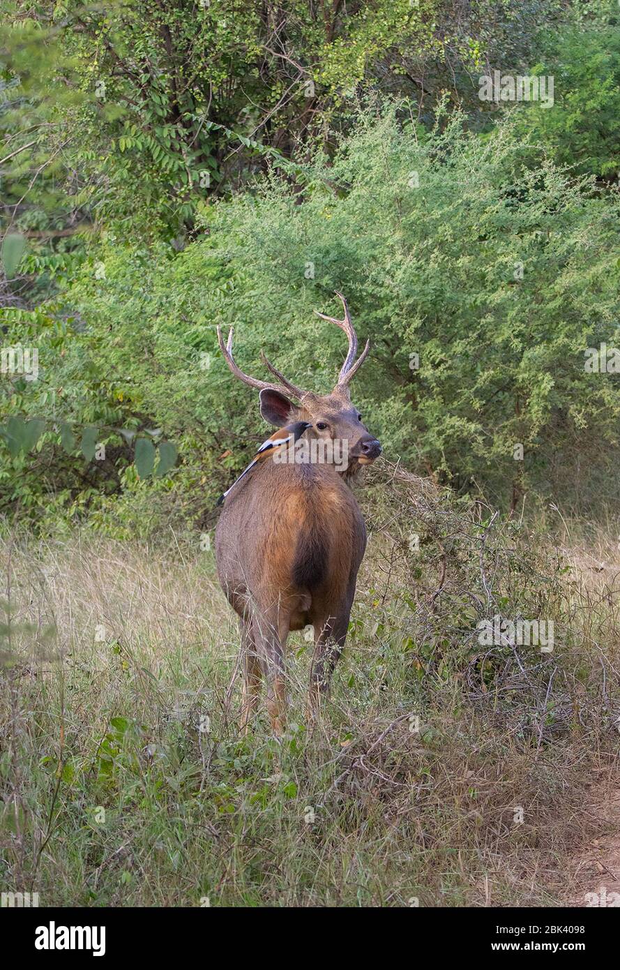 Sambar antlers hi-res stock photography and images - Alamy