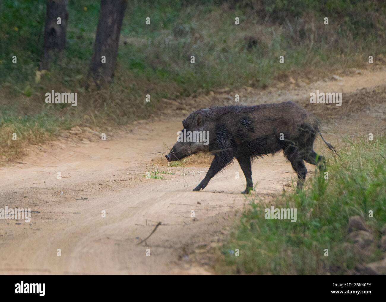 Tiger crossing the road hi-res stock photography and images - Alamy