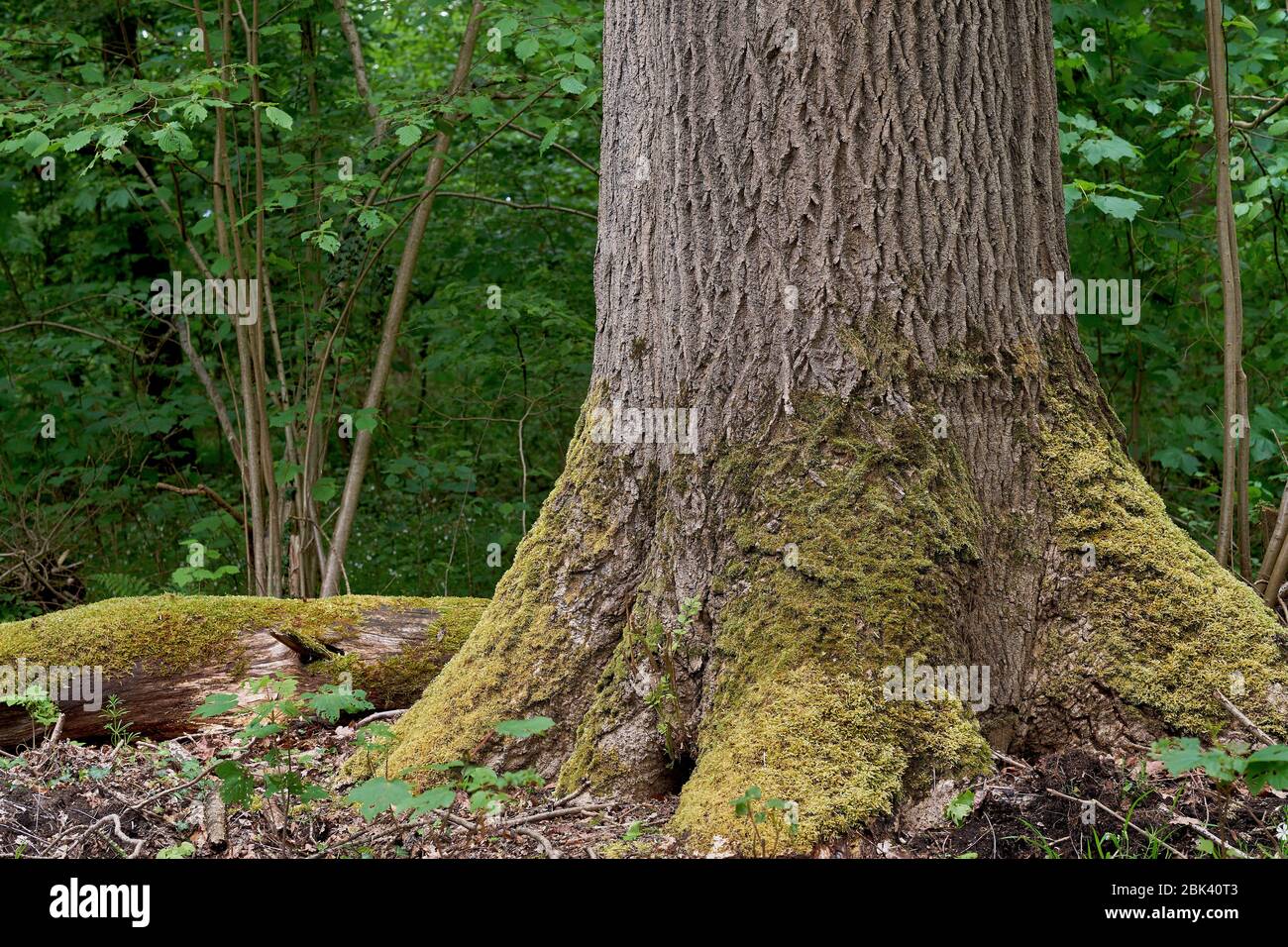 A big old ash tree in the forest Stock Photo - Alamy