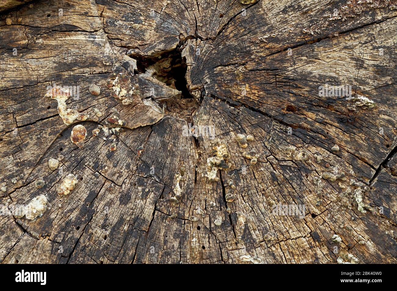 Dead softwood forest tree hi-res stock photography and images - Alamy