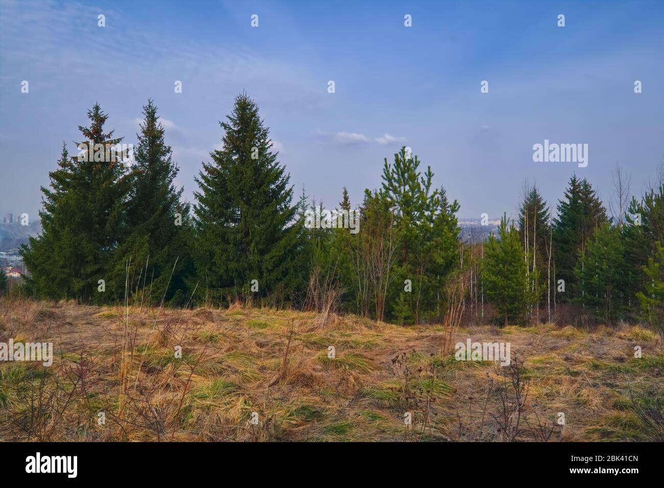 Early spring in the forest. Forest meadow field landscape. Early spring ...