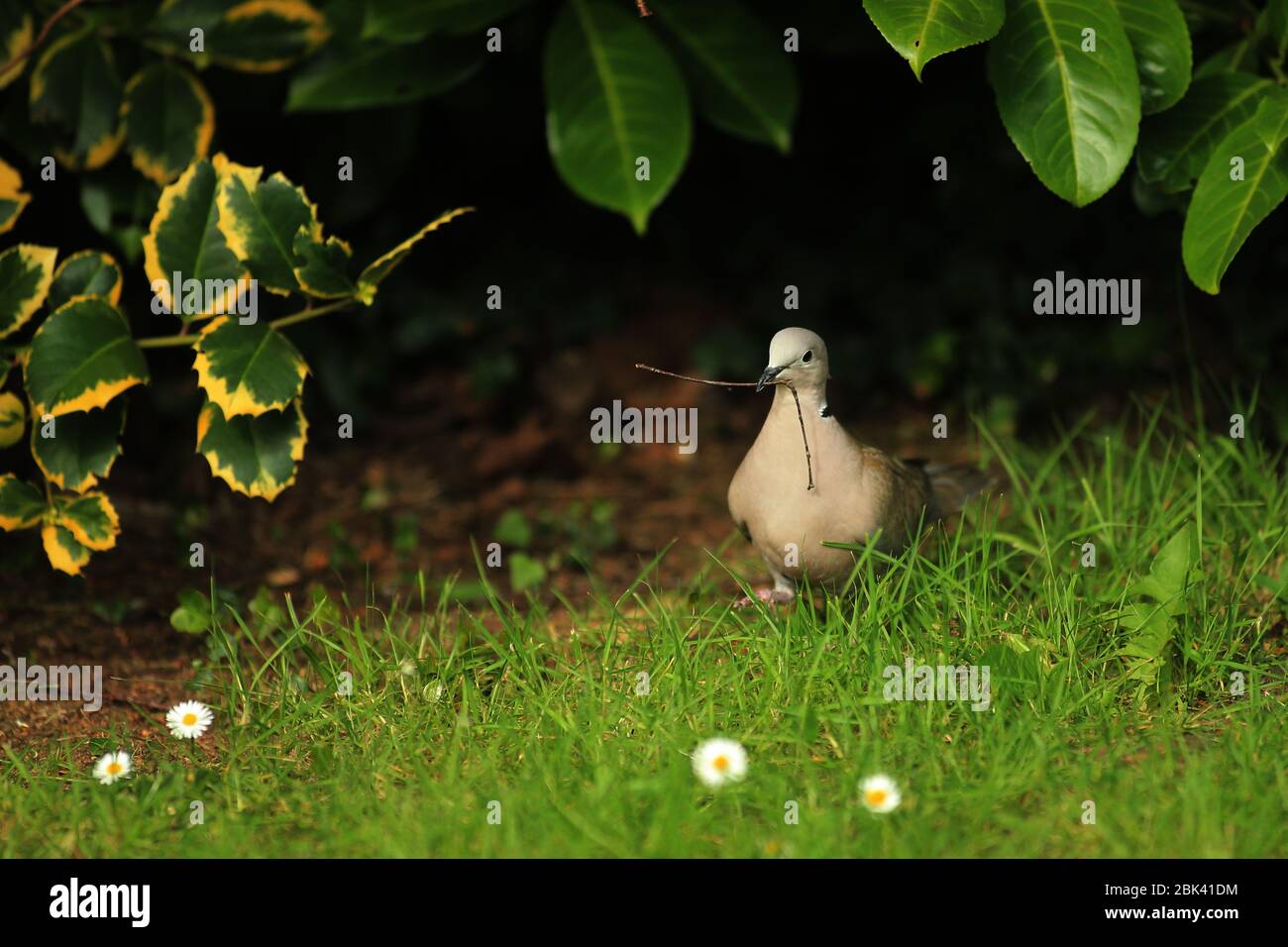 Columbidae is a bird family containing the pigeons and doves. It is the ...
