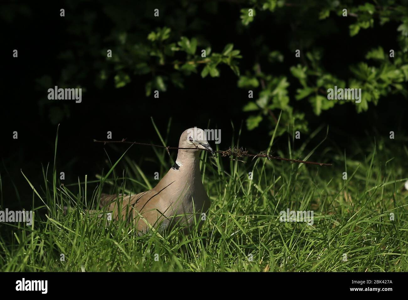 Columbidae is a bird family containing the pigeons and doves. It is the ...