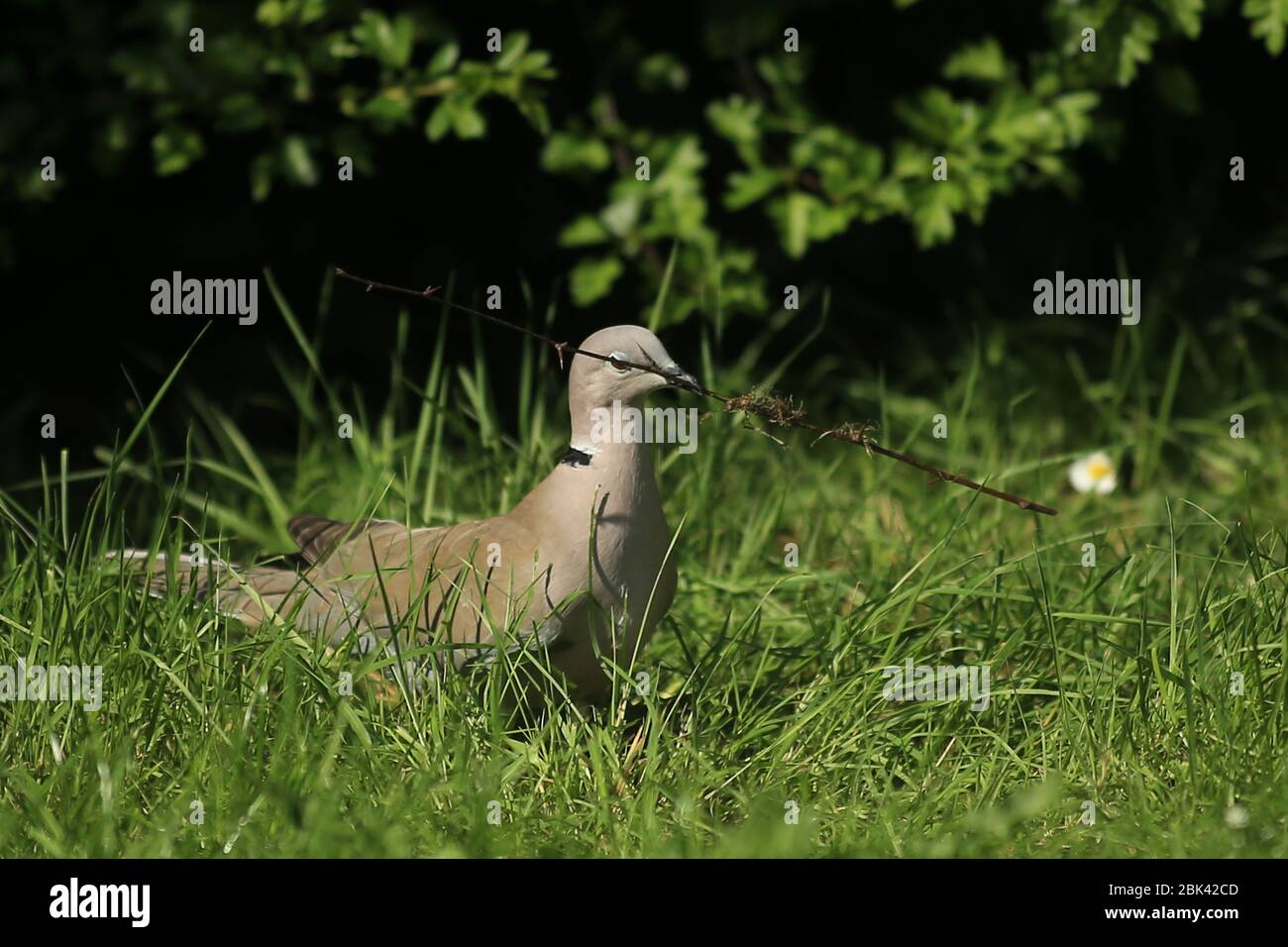 Columbiformes order hi-res stock photography and images - Alamy