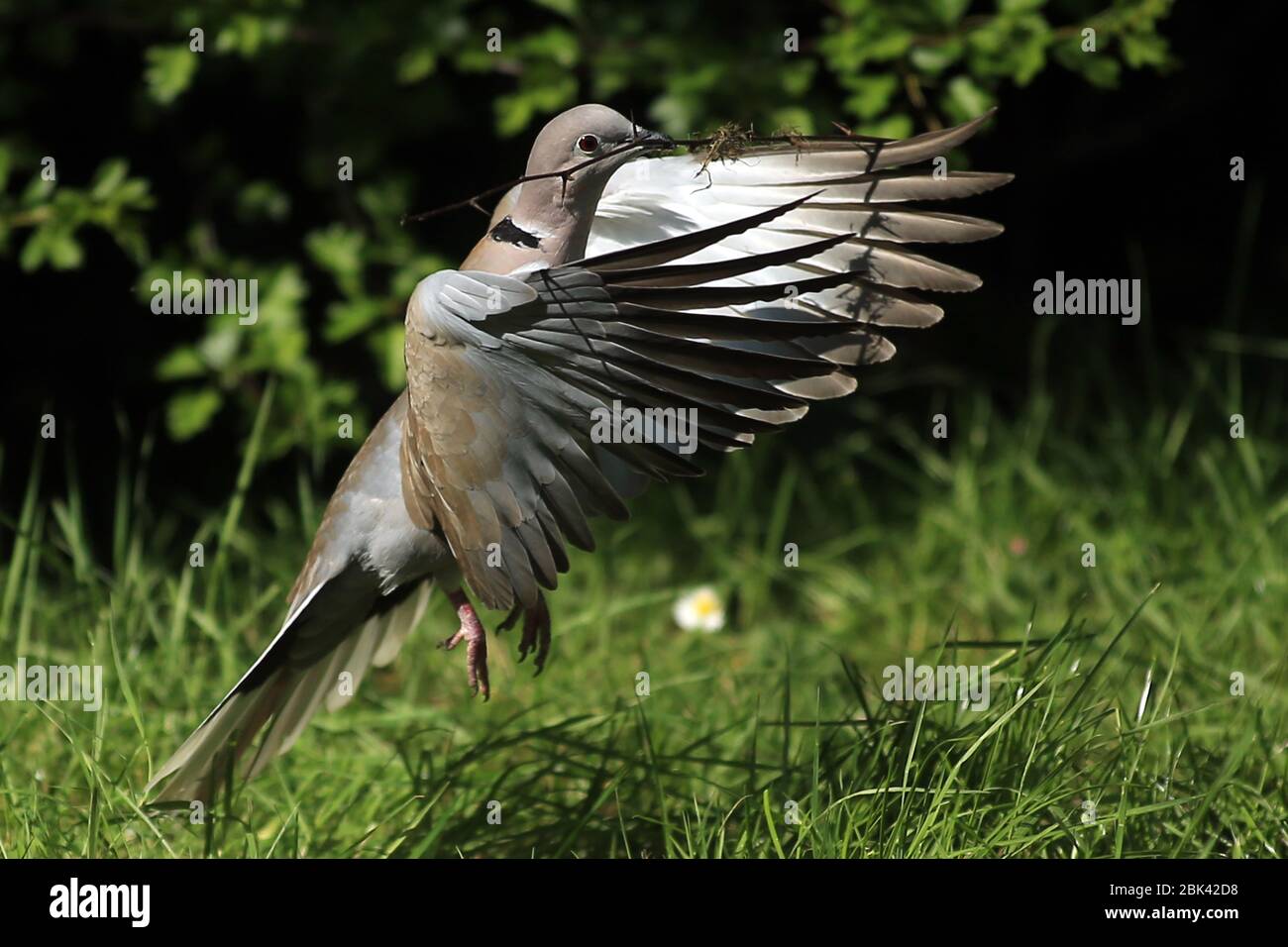 Columbidae is a bird family containing the pigeons and doves. It is the ...