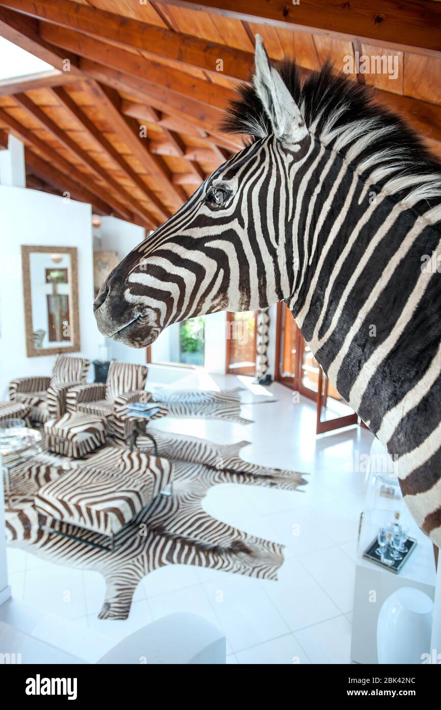 Zebra head interior design Stock Photo - Alamy