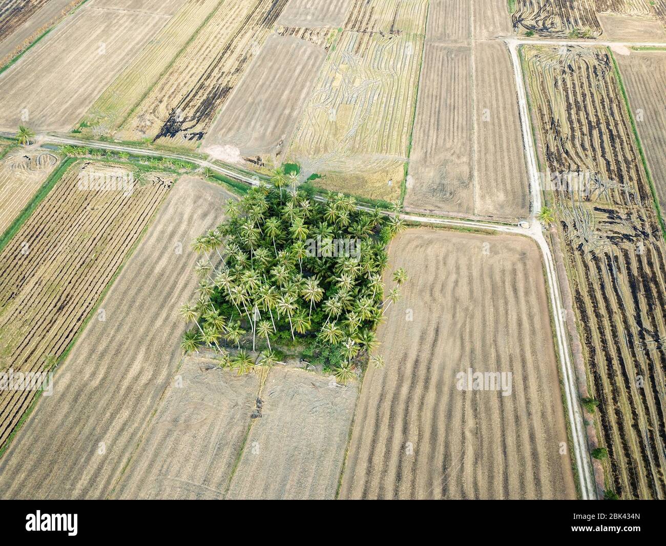 Coconut trees surrounded by harvested paddy field Stock Photo - Alamy