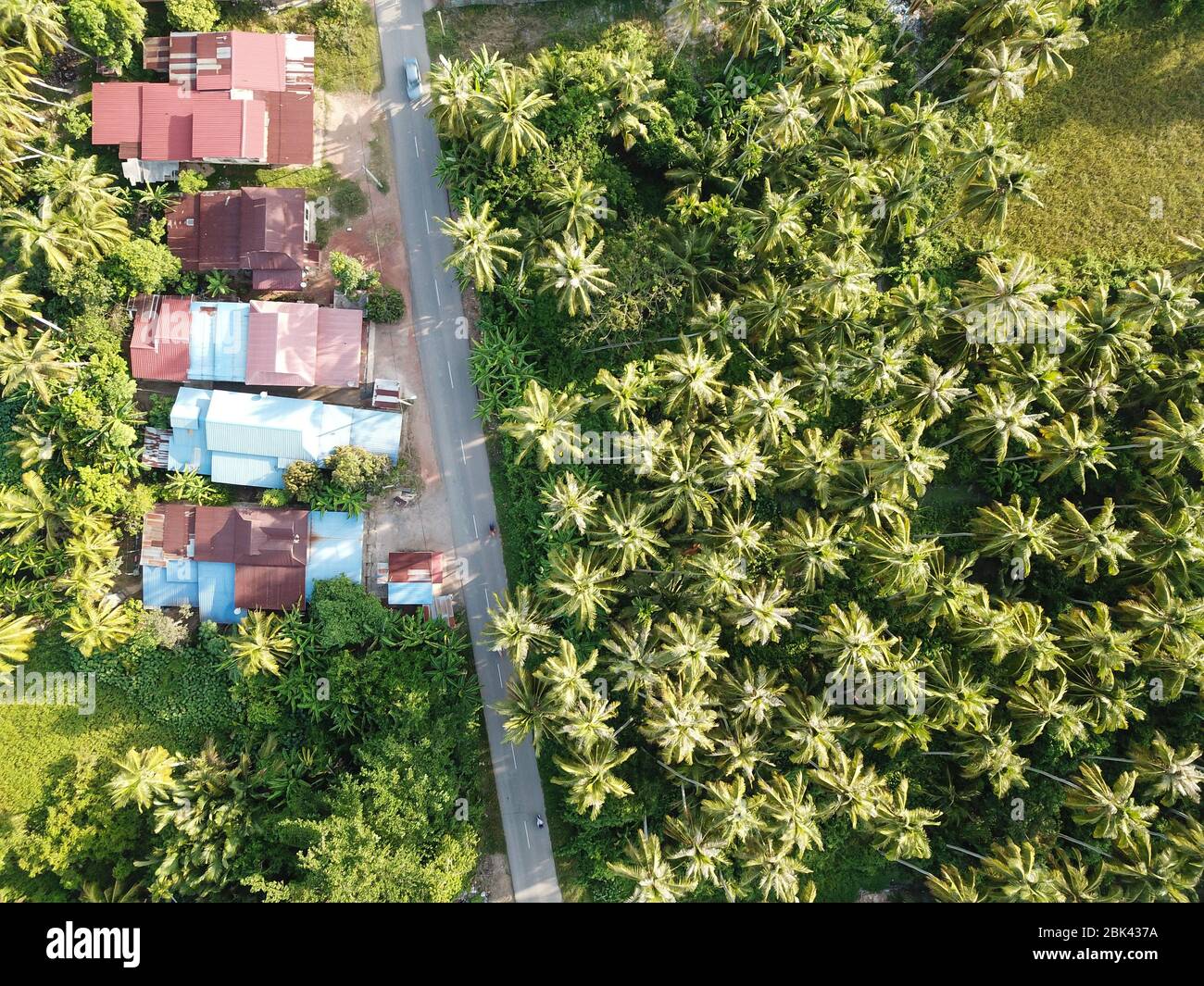 Aerial view Malays house full with coconut trees in kampung Stock Photo ...