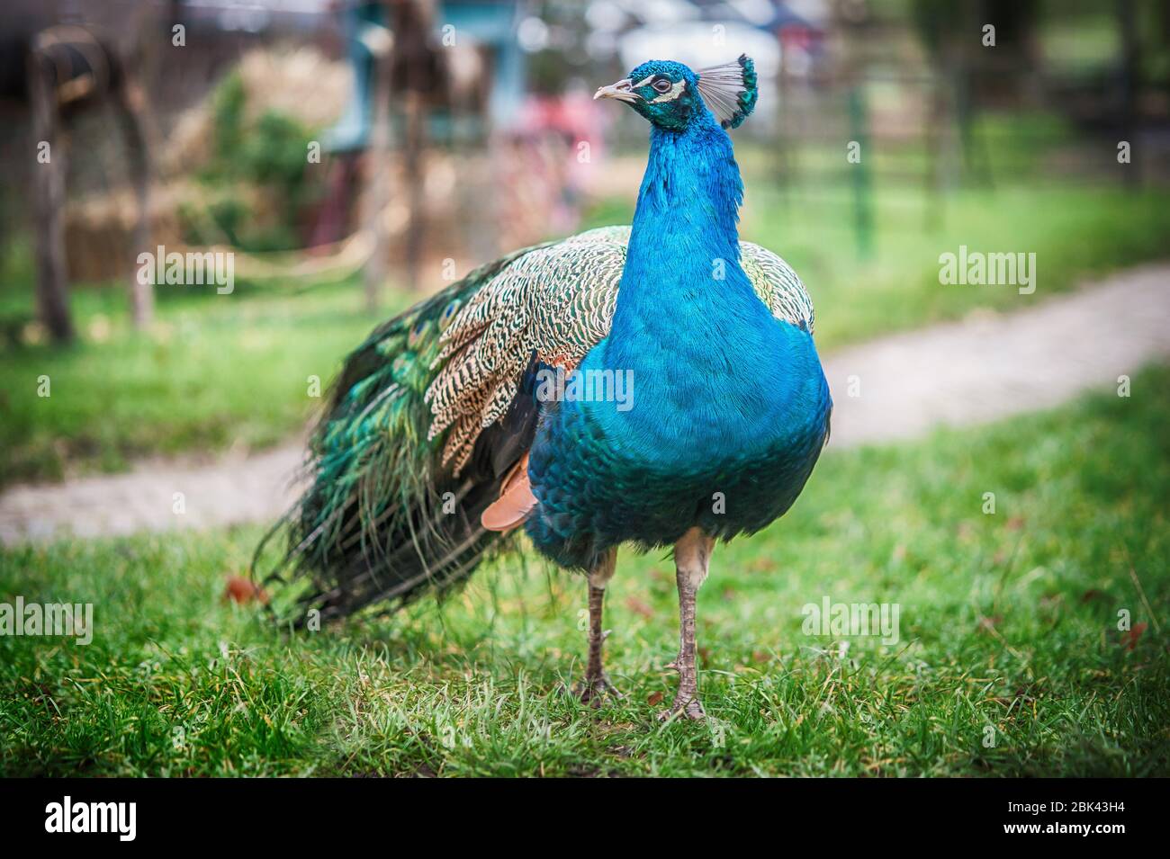 Beautiful, bright peacock, with a chic tail of feathers walking in the ...
