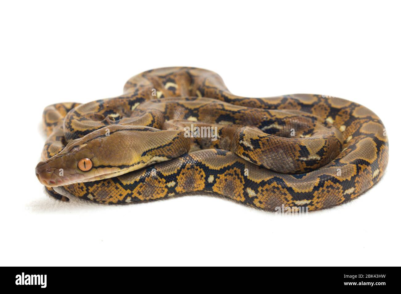 Reticulated Python (Python reticulatus) isolated on white background ...