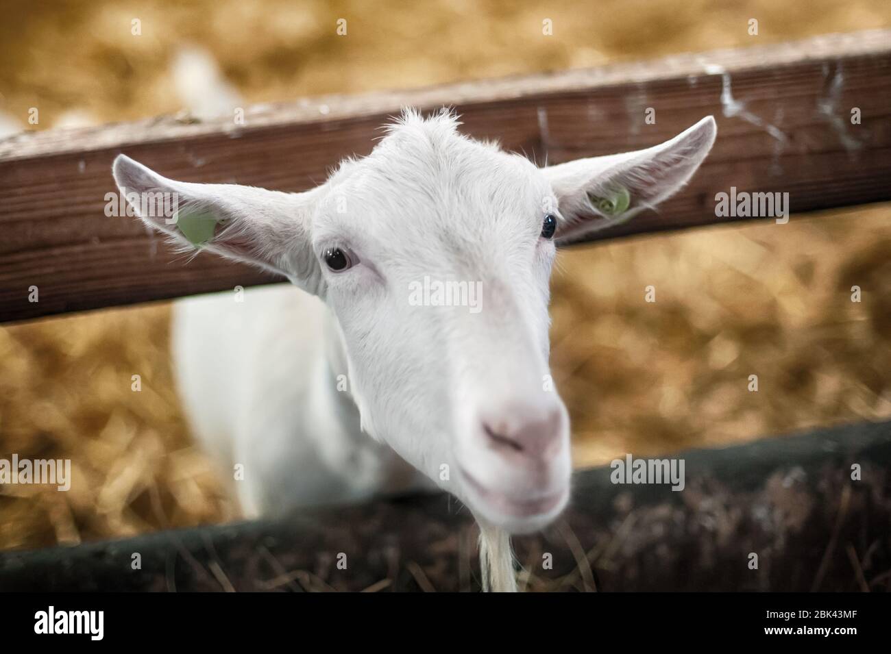 Adorable white goat without horns stands in a barn. Beautiful well ...