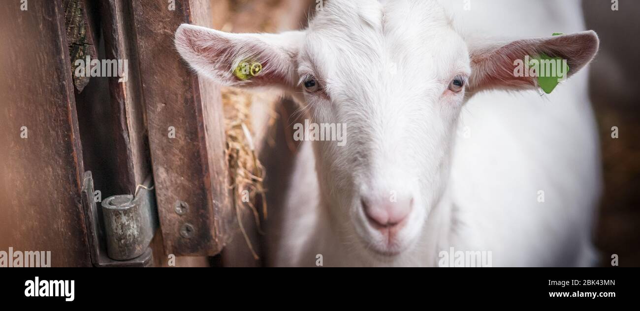 Goat without horns hi-res stock photography and images - Alamy
