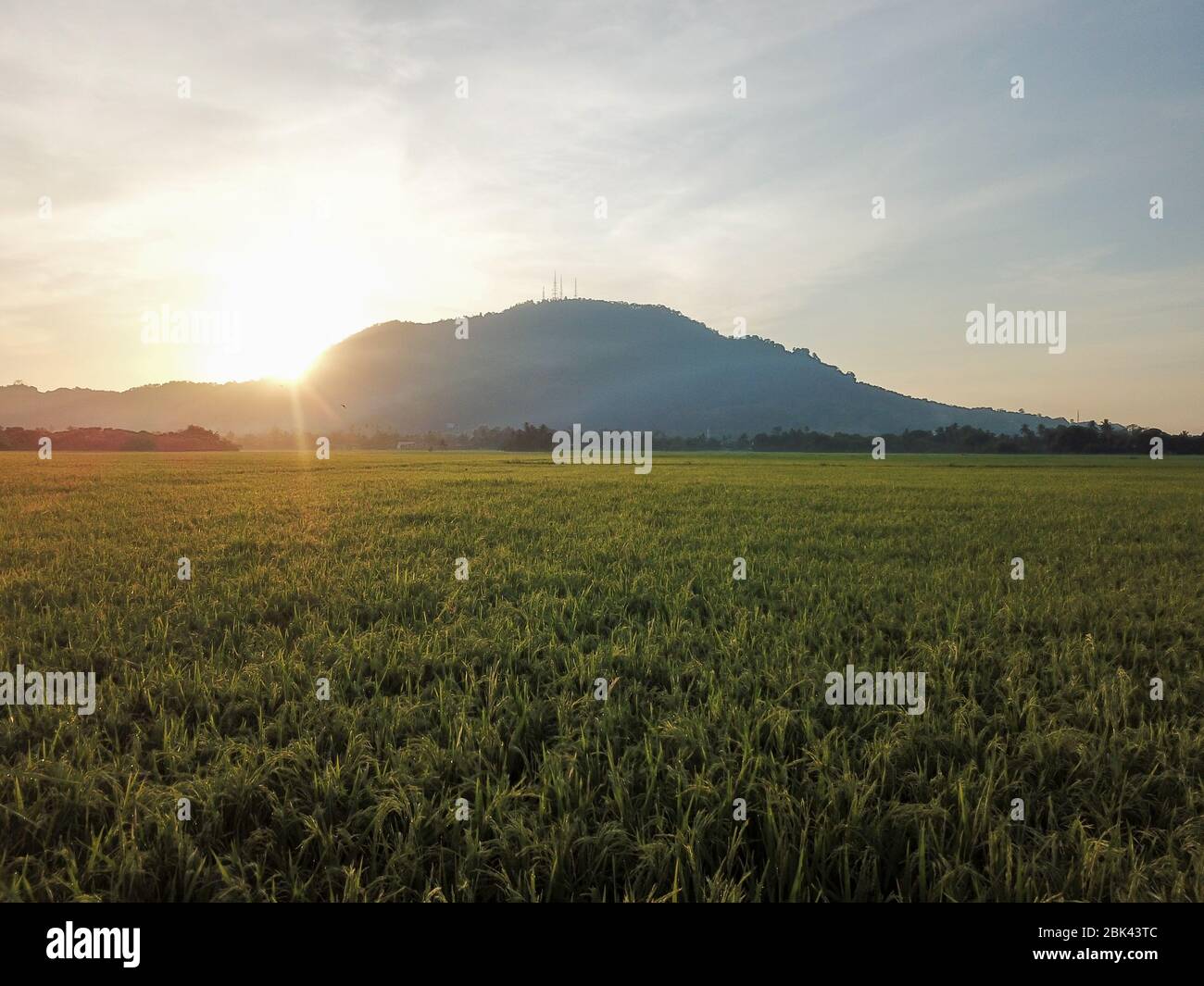 Aerial ripe paddy field with a hill at background Stock Photo - Alamy