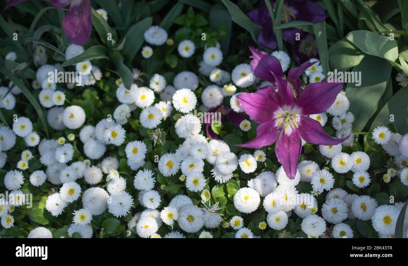 Colorful blooming wild spring flowers Stock Photo - Alamy