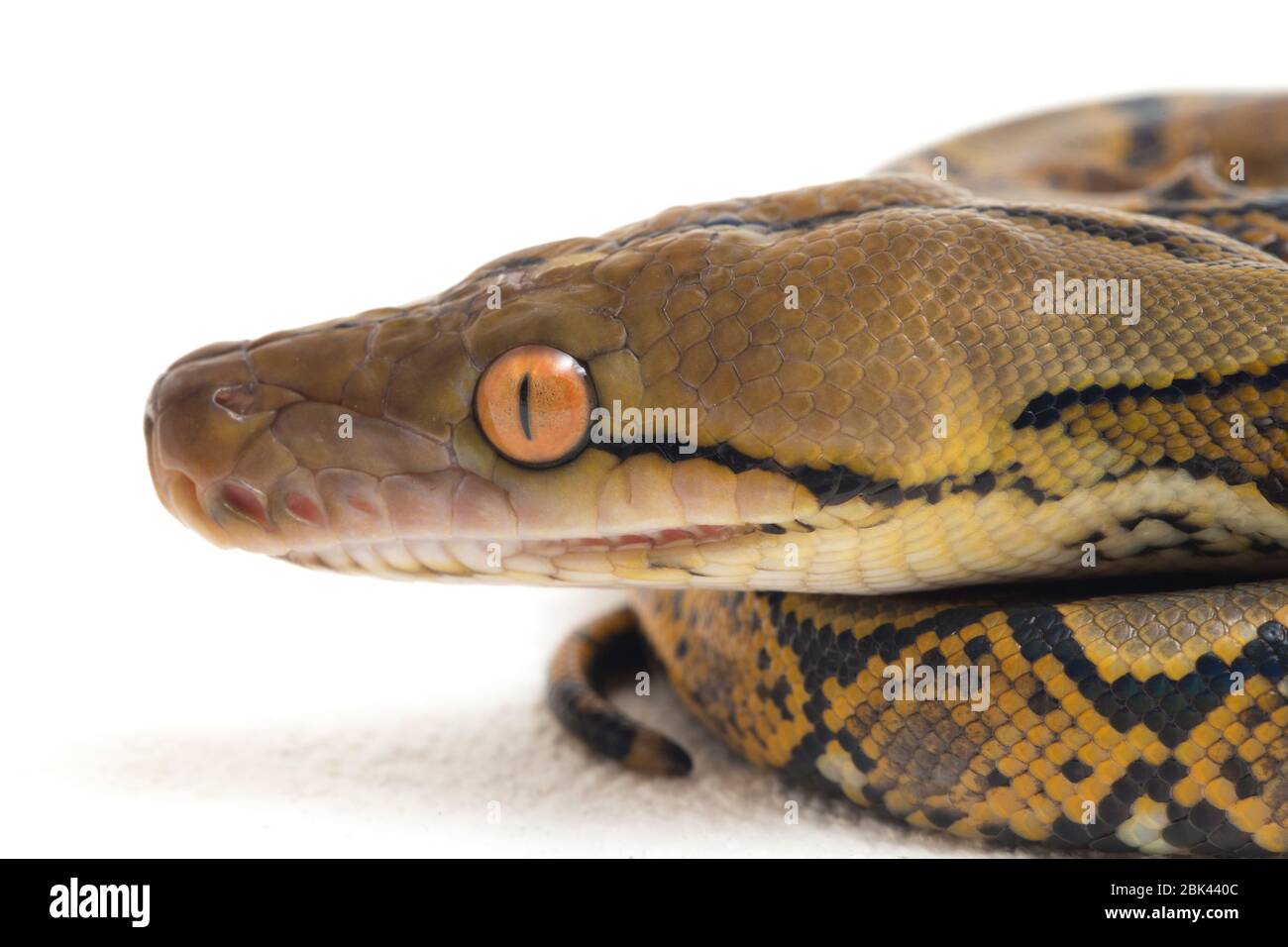 Reticulated Python (Python reticulatus) isolated on white background ...