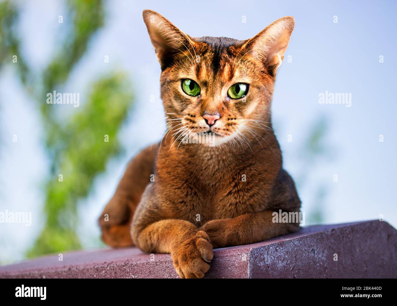 Abyssinian cat outdoors in the garden Stock Photo - Alamy