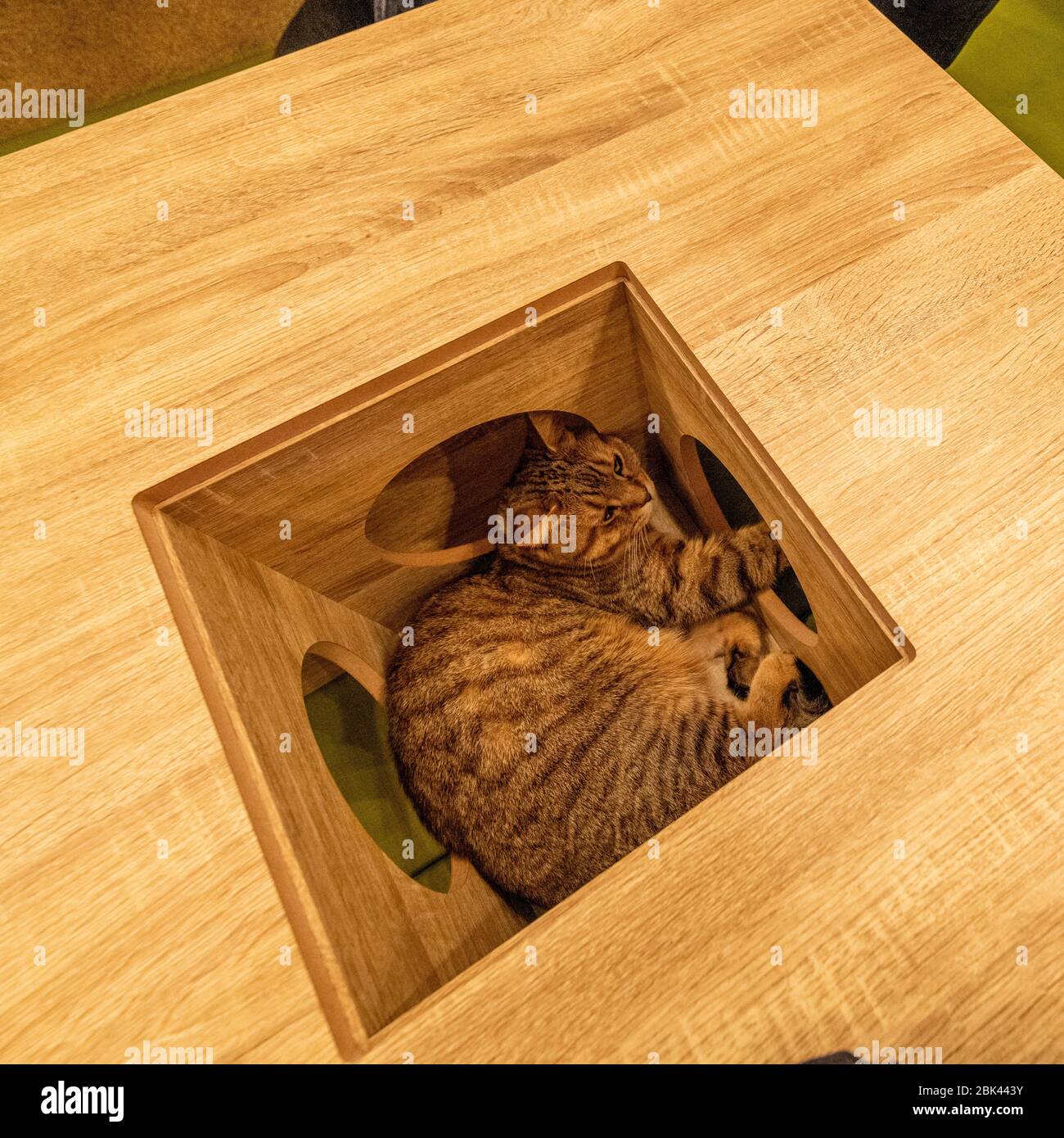 Tokyo cat café hi-res stock photography and images - Alamy