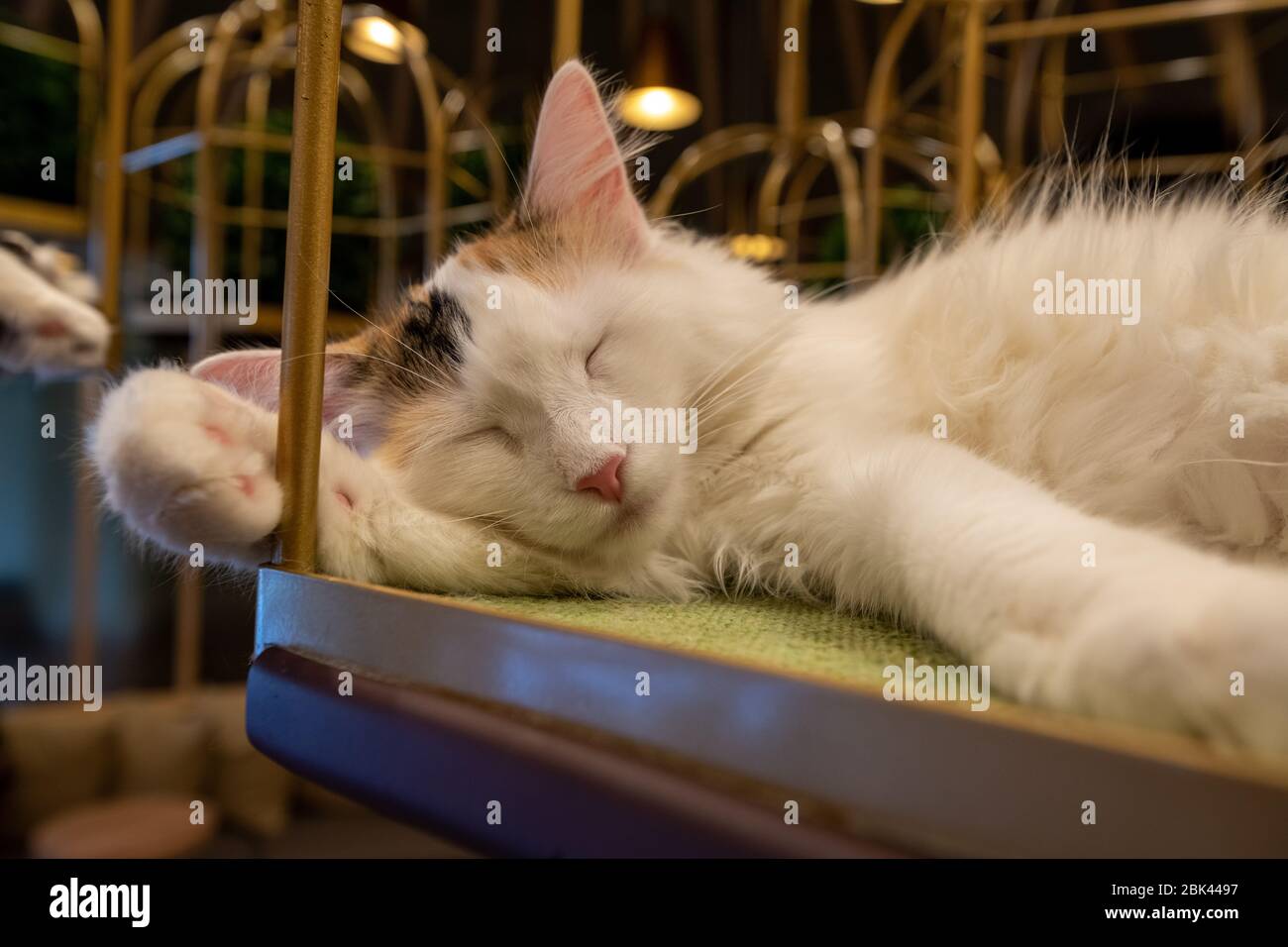 Inside a Cat Cafe, Tokyo, Japan Stock Photo - Alamy