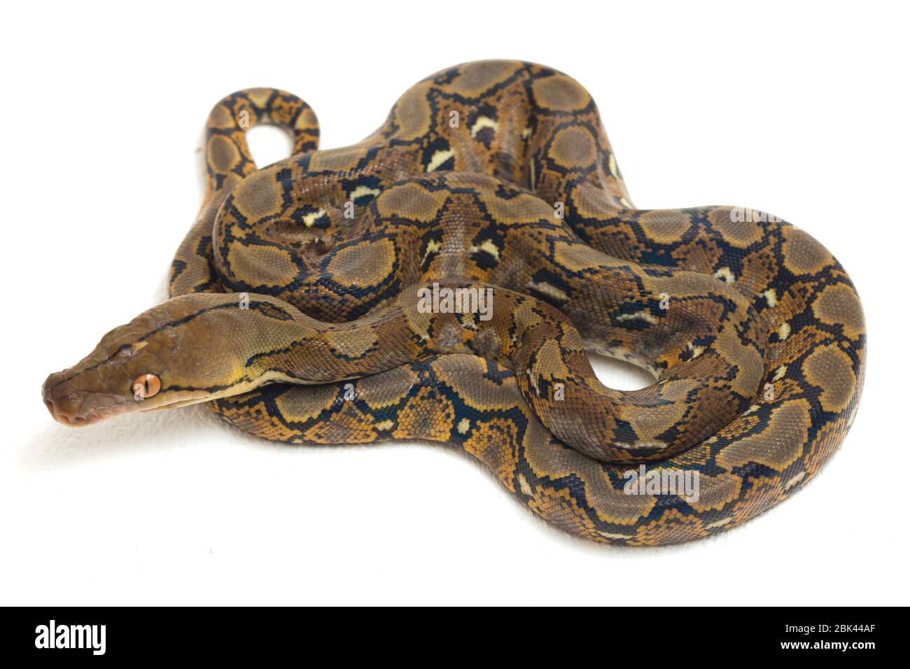 Reticulated Python (Python reticulatus) isolated on white background ...