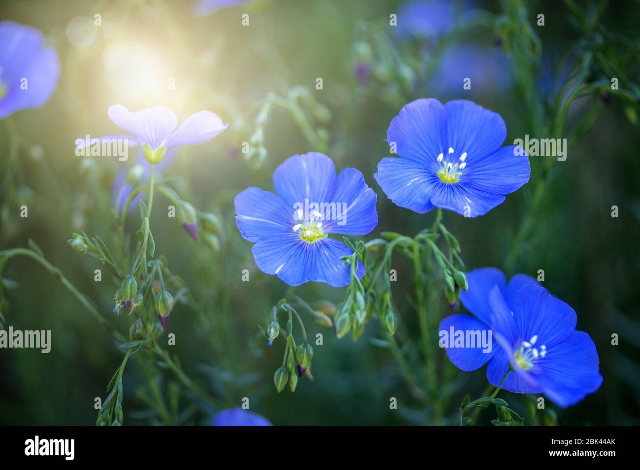 Beautiful spring summer nature background hi-res stock photography and ...