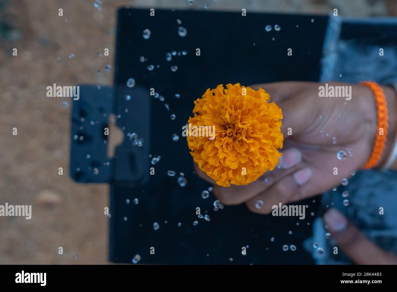 Spinning Marigold Flower with water with hand Stock Photo - Alamy
