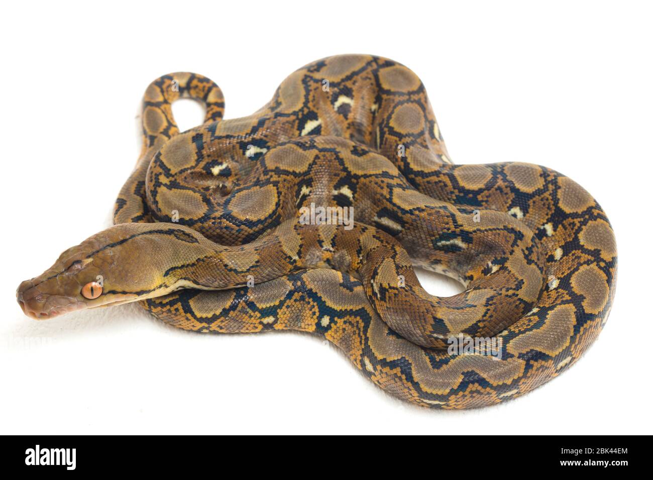 Reticulated Python (Python reticulatus) isolated on white background ...