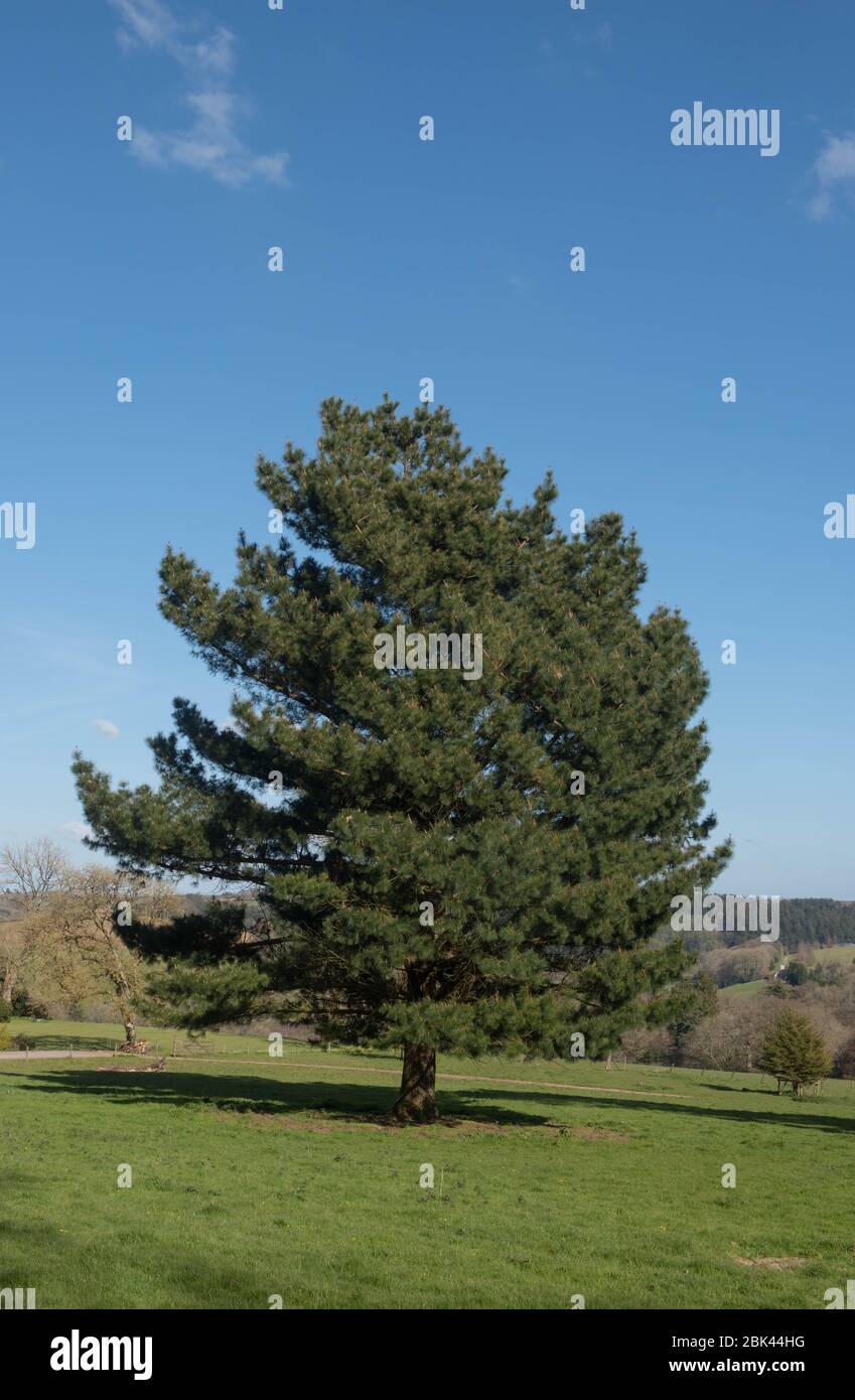 Radiata pine hi-res stock photography and images - Alamy