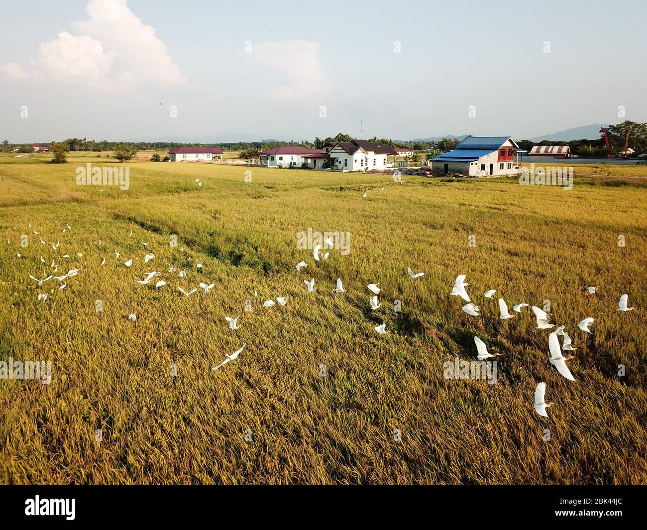 Crane birds fly over ripe paddy field Stock Photo - Alamy