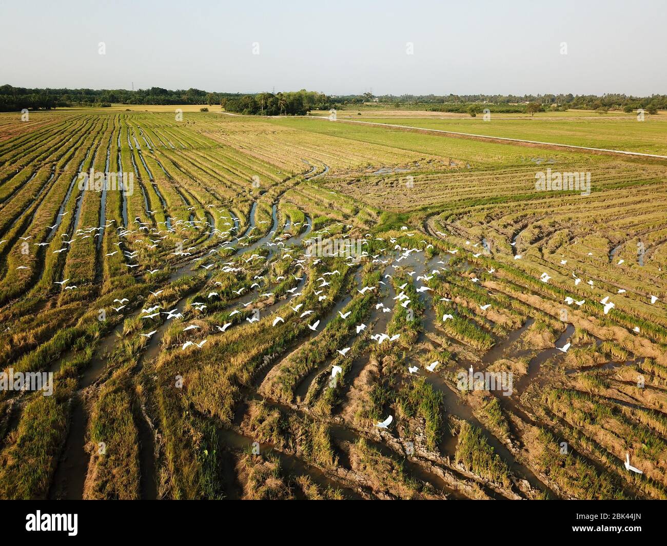 Fly through rice paddy field hi-res stock photography and images - Alamy