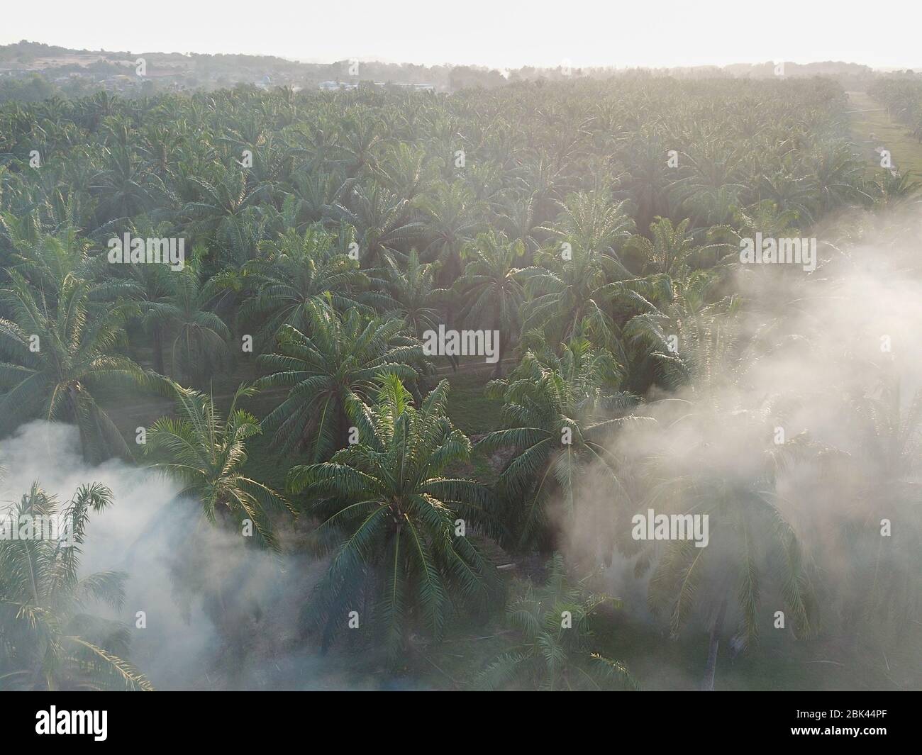 Open burn at oil palm plantation Stock Photo - Alamy