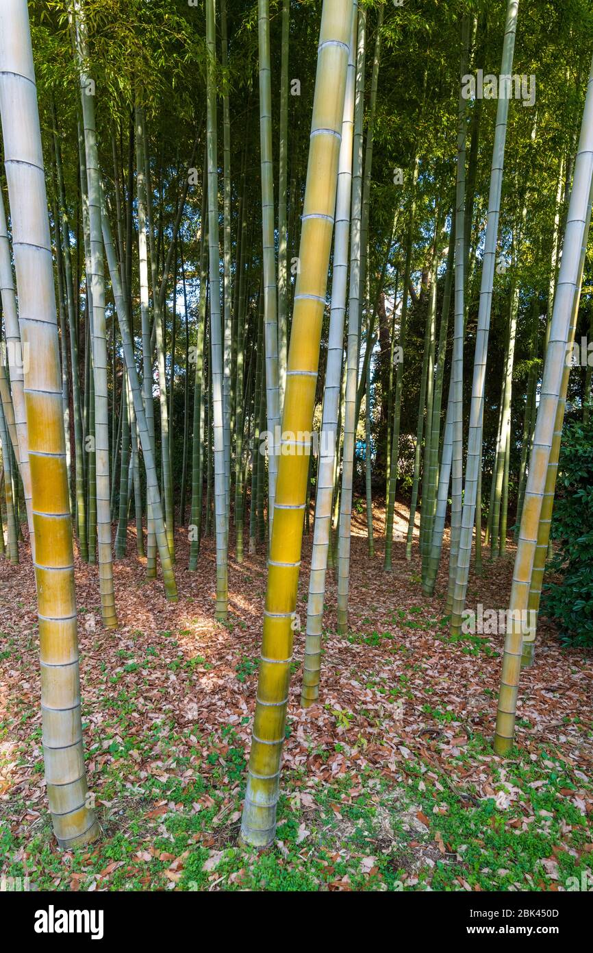 Large bamboo plant hi-res stock photography and images - Alamy