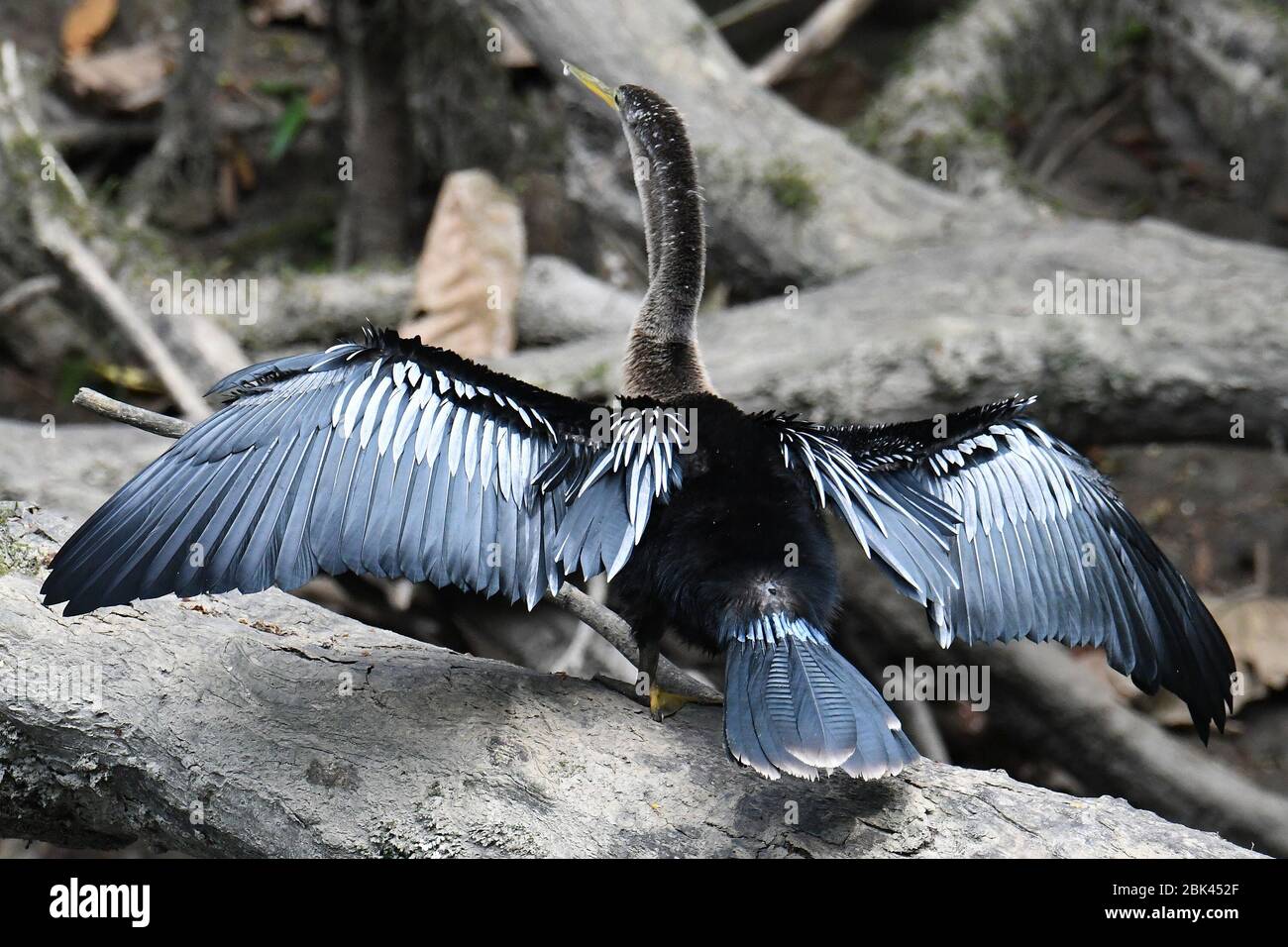 Anhinga swim hi-res stock photography and images - Alamy