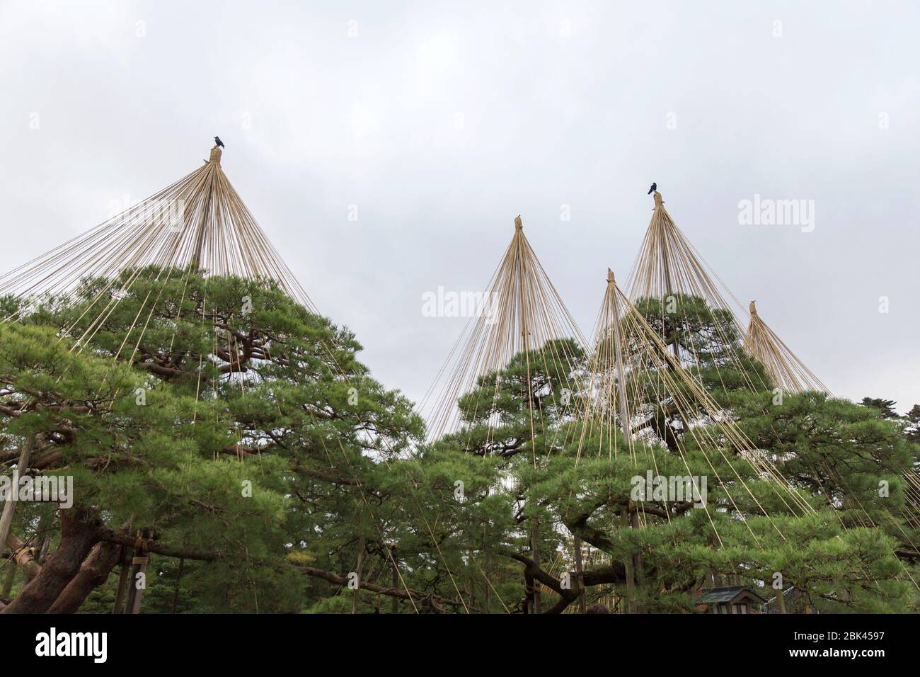 Fall at Kenrokuen in Ishikawa, Japan Stock Photo - Alamy